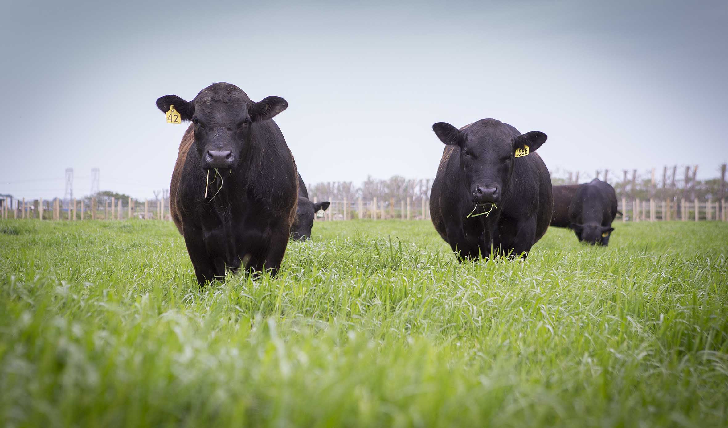 Welcome to AngusPure | AngusPure – AngusPure NZ